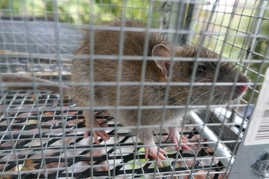 Rodent Clean Up Services Columbus, OH | Free Estimates Available!